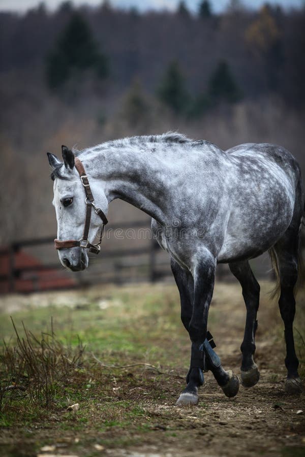Lonely gray horse stock photo. Image of young, farm, equine - 63587914