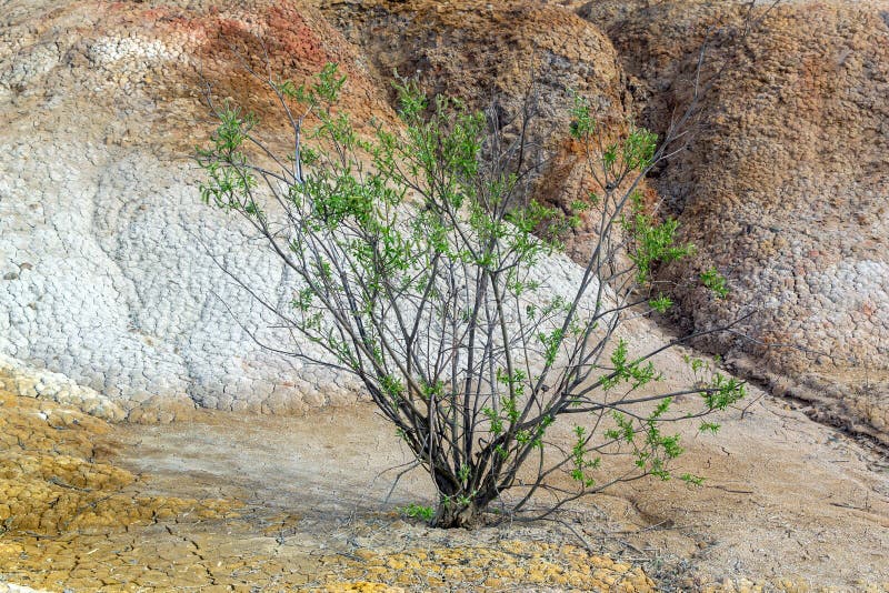 Pic Bush Fire Stock Photos - Free & Royalty-Free Stock Photos from ...