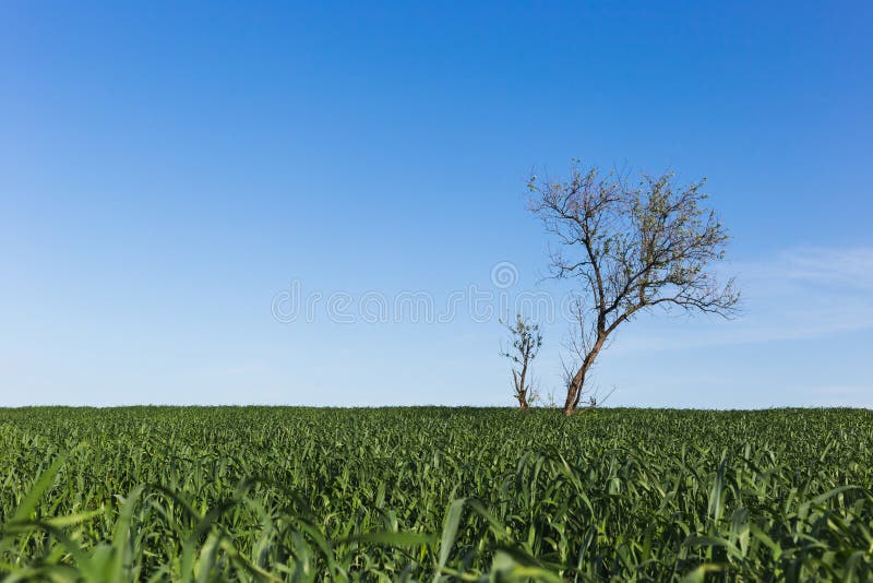 Lonely Green Tree in the Middle of a Field Stock Image - Image of ...