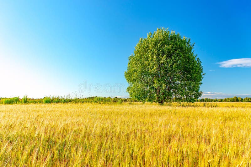 Lonely Green Tree in the Middle of a Wheat Field Stock Image - Image of ...
