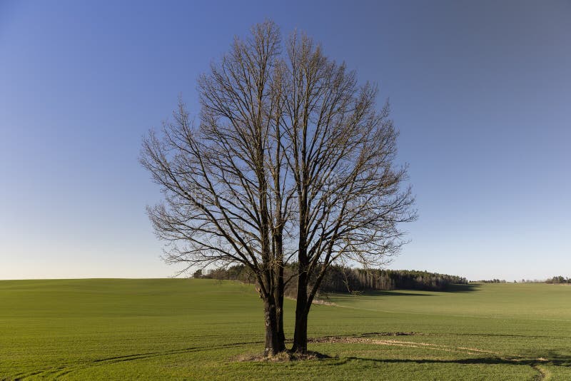 A Lonely Growing Tree in a Field, Blue Sky Stock Image - Image of ...