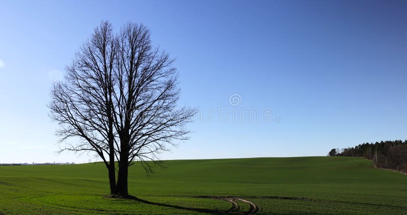 A Lonely Growing Tree in a Field, Blue Sky and Green Grass Stock ... A Lonely Growing Tree in a Field, Blue Sky and Green Grass Stock ...