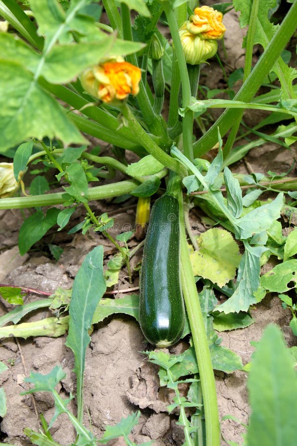 Small Green Fresh Growing Zucchini Stock Image - Image of crop, diet ...