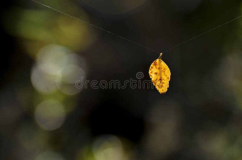 Lonely Hanging Leaf of Tree in Autumn Stock Image - Image of foliage ...