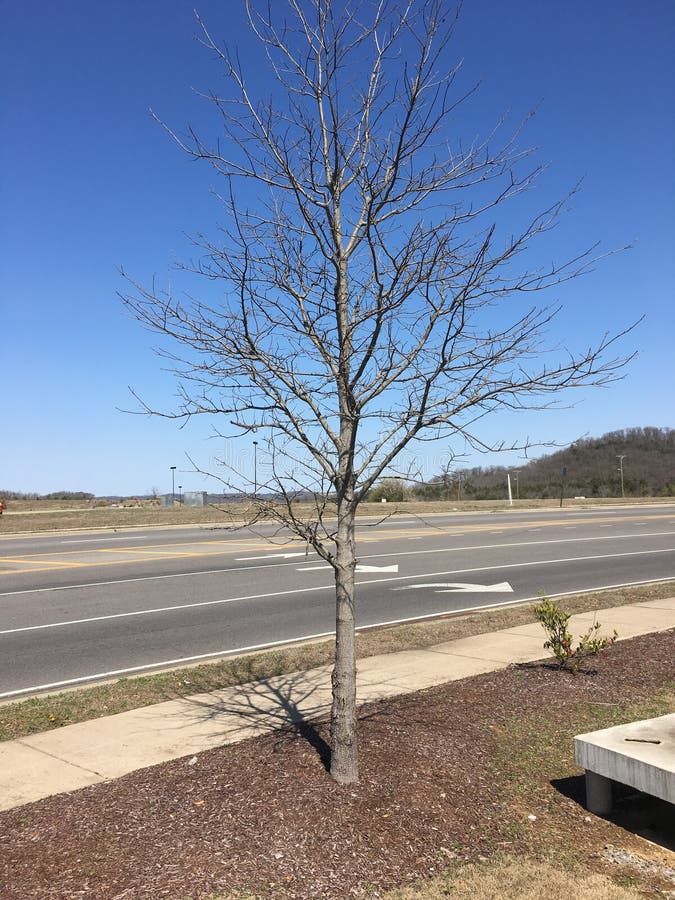 Lonely highway tree stock photo. Image of road, highway - 88208942