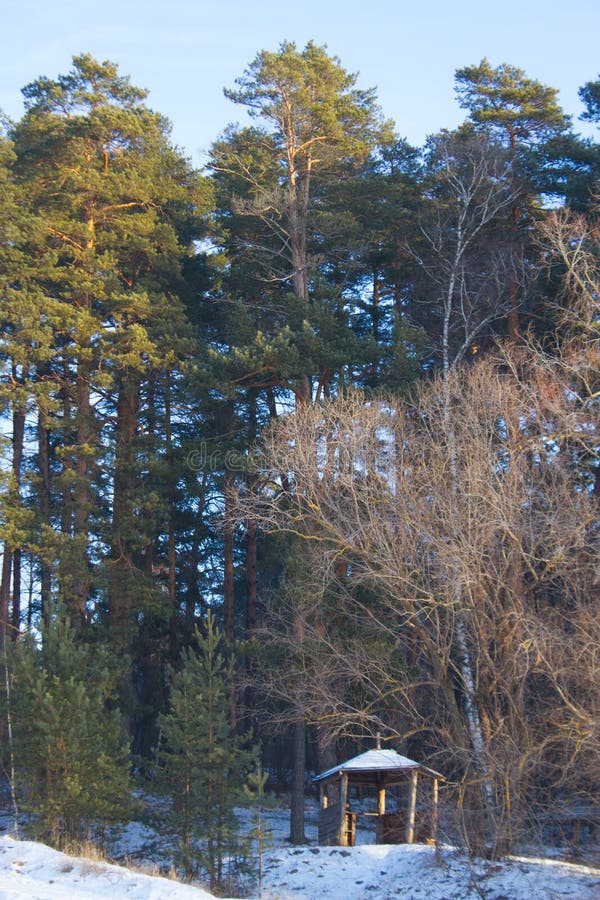 Lonely home in forest stock photo. Image of green, residential - 170924578