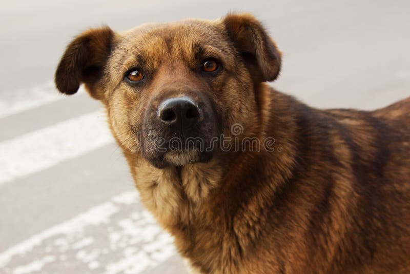 Lonely homeless dog stock image. Image of lonely, pedigree - 54344403