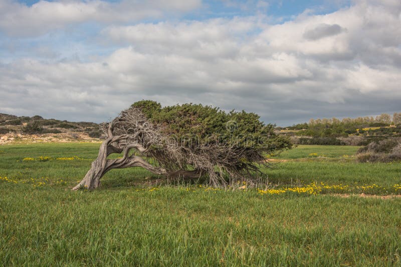Lonely stock image. Image of grass, lone, lonely, beauty - 78200745