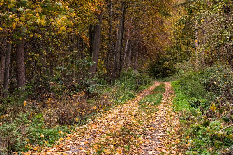 A Lonely and Idyllic Forest Path in an Autumn Mood in Germany Stock ...