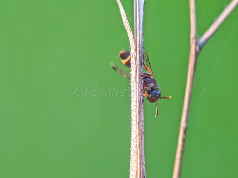 The lonely insect stock image. Image of green, twig - 219264377