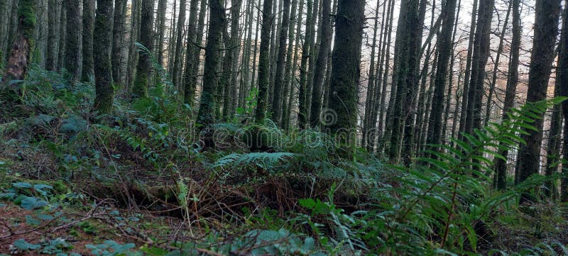 Lonely isolated forest stock image. Image of forest - 261645003