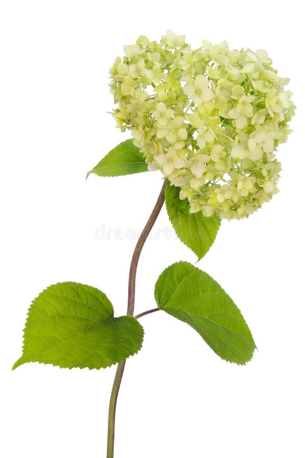 Lonely Isolated Hydrangea Bush Stock Photo - Image of agriculture ...