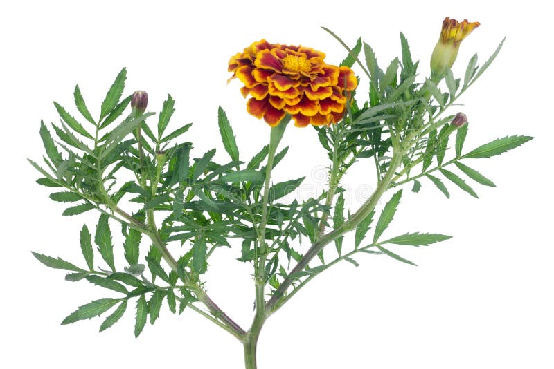 Lonely Isolated Saffron Flower Stock Photo - Image of herbal, pollen ...