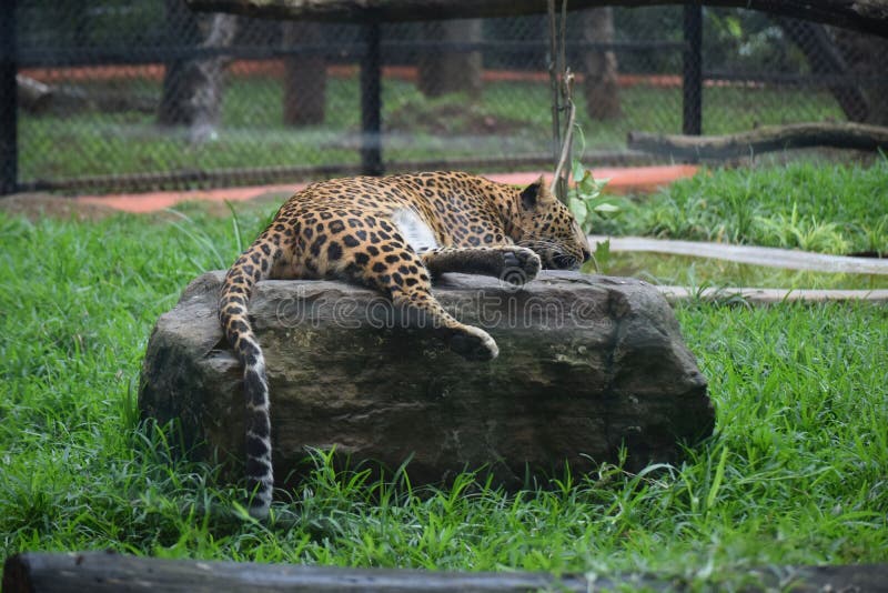 Jaguar Resting on a Tree Branch in Its Habitat. Stock Photo - Image of ...