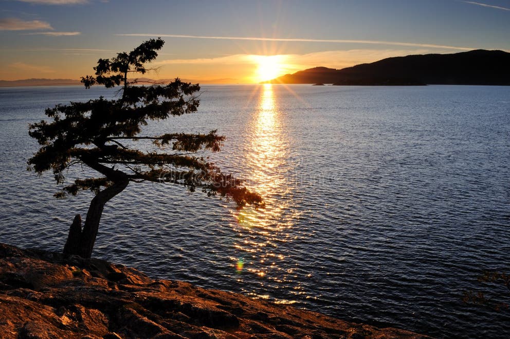 Lonely Juniper Tree at Sunset Stock Photo - Image of ocean, pine: 11031936