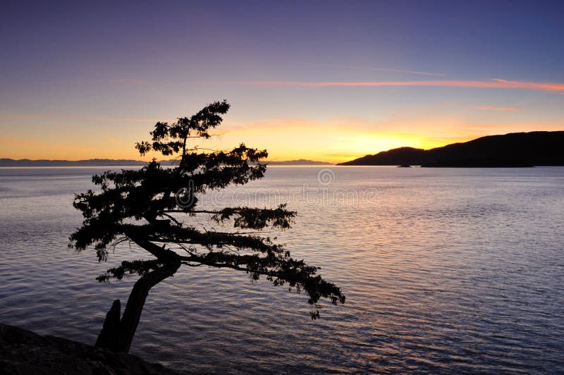Lonely Juniper Tree at Sunset Stock Image - Image of rock, ocean: 11032019