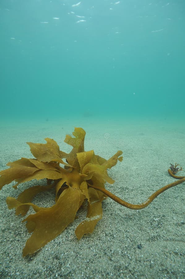 Lonely kelp on sand stock image. Image of frond, freedive - 65100219