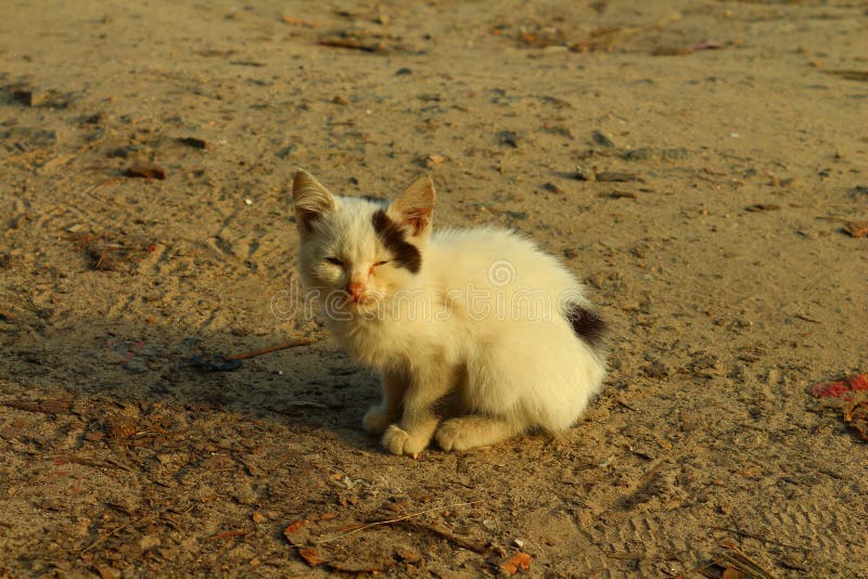 Lonely kitten stock image. Image of liven, people, hungry - 99858595