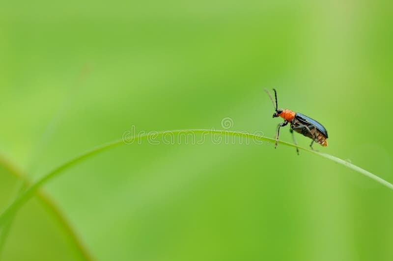 Lonely Ladybug on the Grass with Blurred Background Stock Image - Image ...