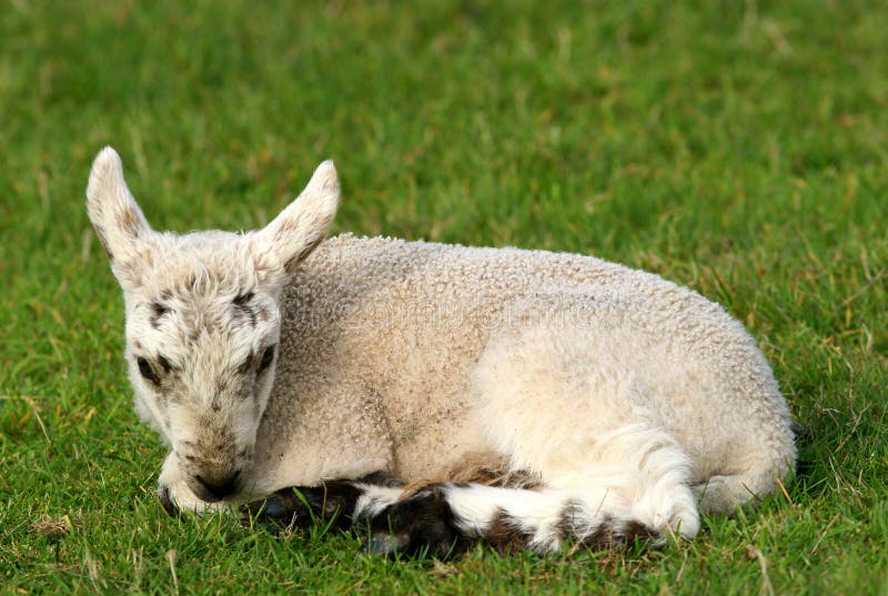 The Cutest Newborn Spring Lamb Ever! Stock Image - Image of gift ... The Cutest Newborn Spring Lamb Ever! Stock Image - Image of gift ...