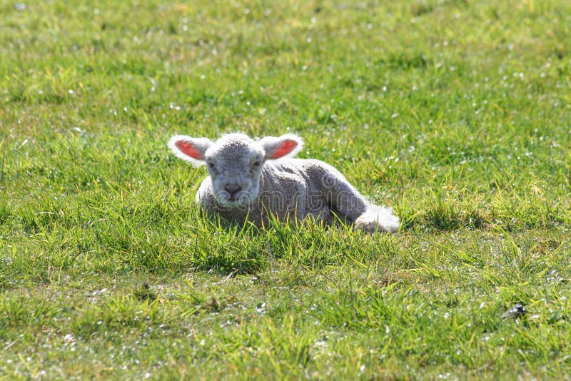 Lonely lamb laying stock image. Image of eyes, lonely - 73609321