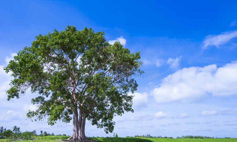 Large Bodhi Tree in the Paddy Field with White Clouds and Blue Sky ...