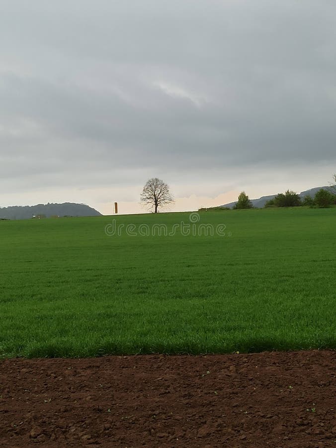 Lonely and Large Tree in the Middle of a Field Stock Photo - Image of ...