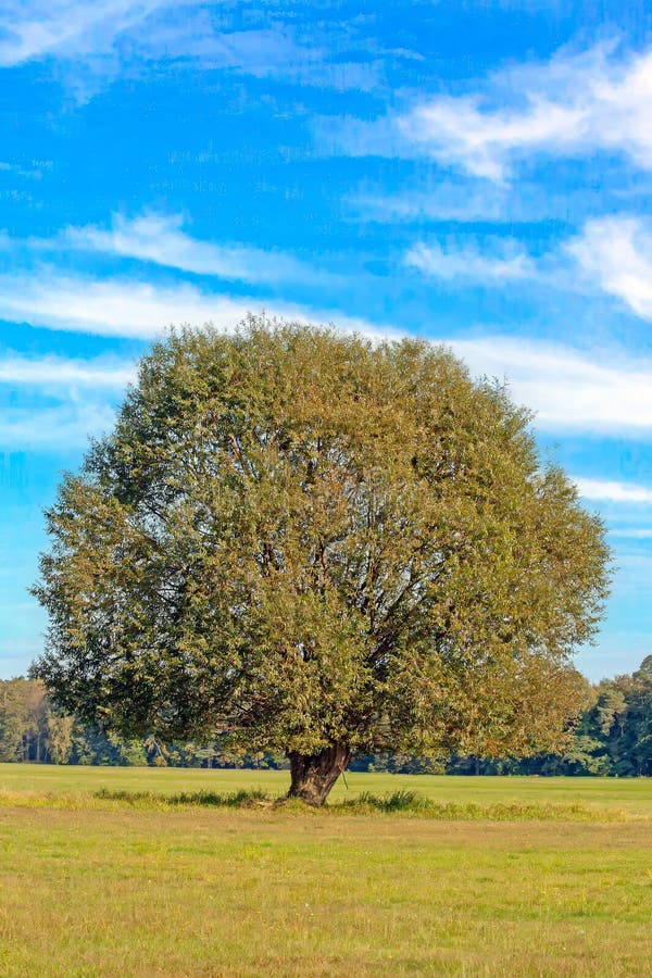 Lonely Large Tree Standing on a Green Meadow Under a Blue Sky with ...