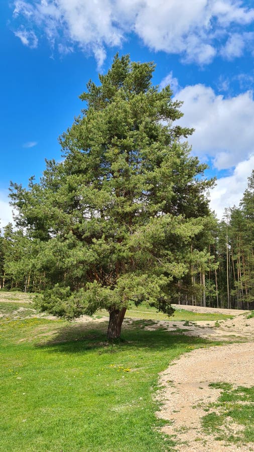 Lonely Large Tree with Wide Green Branches in Forest Clearing in Spring ...
