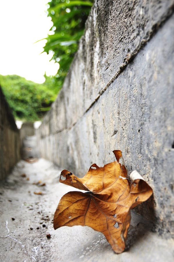 Lonely Leaf stock photo. Image of autumn, leaf, moody - 13138400