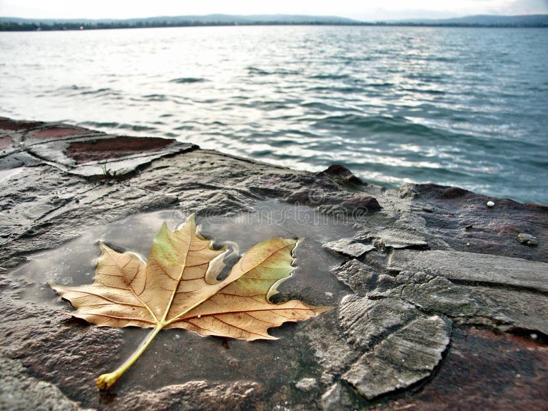 Lonely Red Leaf on the Tree Stock Photo - Image of fallen, nature: 81112834