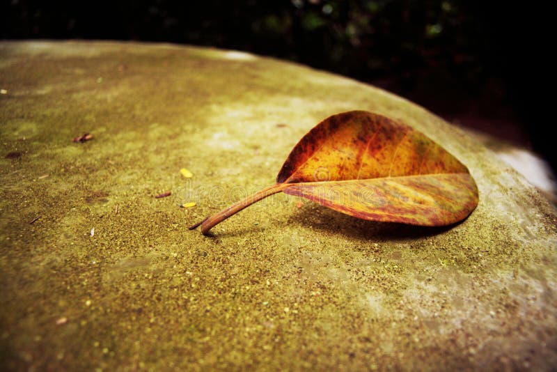 Lonely leaf on a bench stock image. Image of lonely, beautiful - 79208283