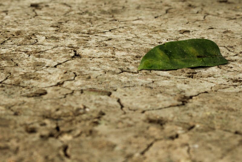 Lonely Red Leaf on the Tree Stock Photo - Image of fallen, nature: 81112834