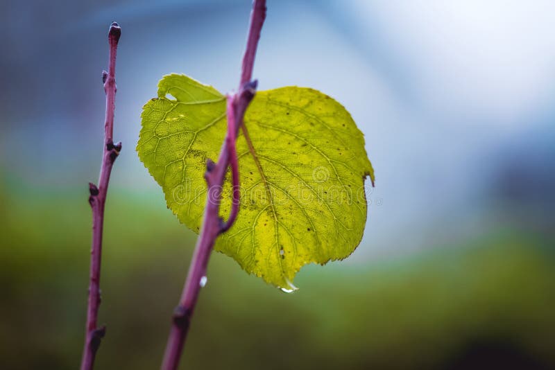 Lonely Leaf on a Branch in the Fall in Rainy Weather_ Stock Photo ...