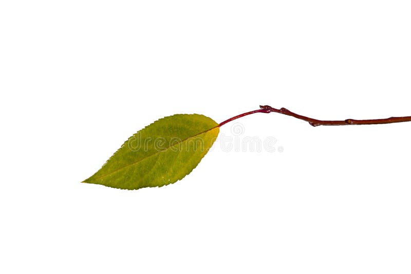 Lonely Red Leaf on the Tree Stock Photo - Image of fallen, nature: 81112834