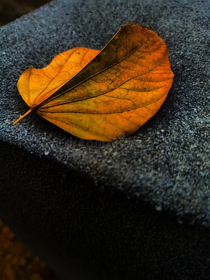 Lonely Red Leaf on the Tree Stock Photo - Image of fallen, nature: 81112834