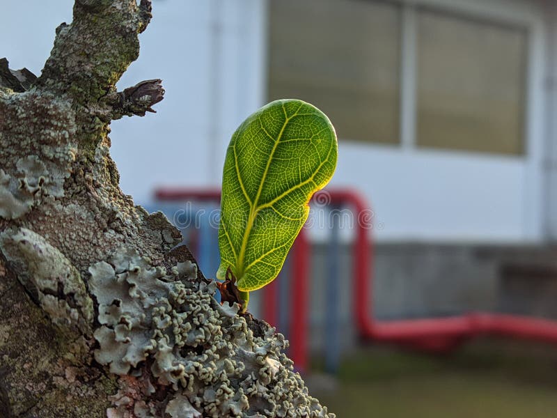 Lonely Leaf stock photo. Image of trees, plant, nature - 249035812