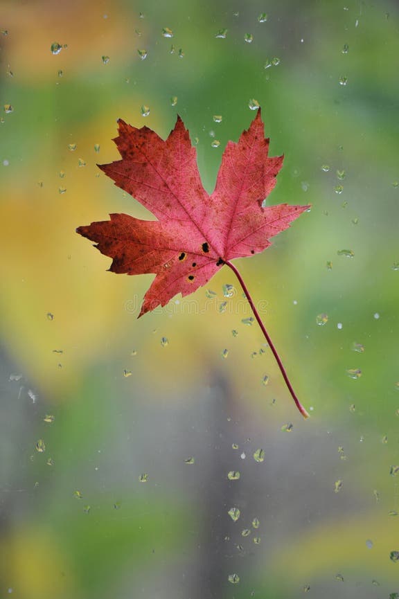 Lonely leaf 2 stock image. Image of fluid, mood, bokeh - 258086683