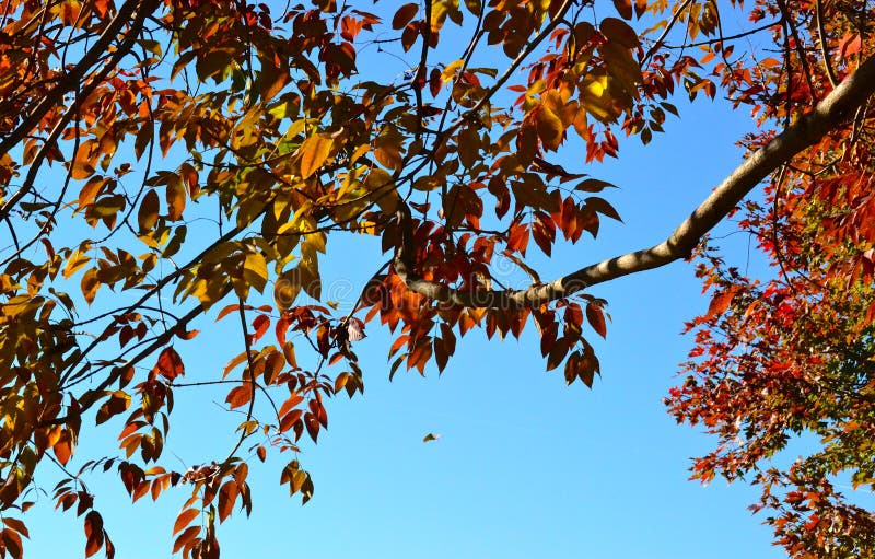 A lonely leaf stock image. Image of falling, yellow, leaves - 36105825