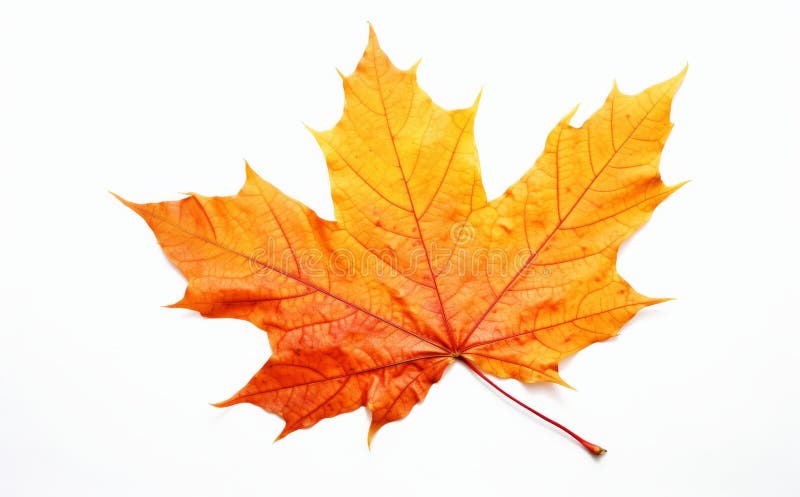 Lonely Leaf: a Stunning Isolated Image of a Fallen Maple Leaf on a ...