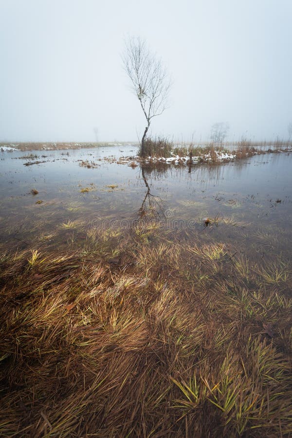 A Lonely Leafless Tree Growing in the Water in a Swamp Stock Image ...