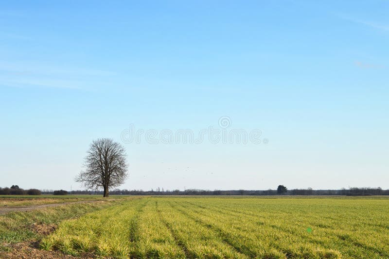 Lonely Leafless Tree in Rural Environment Stock Image - Image of field ...