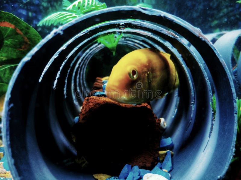 Lonely Lemon Fish in an Aquarium Stock Photo - Image of underwater ...