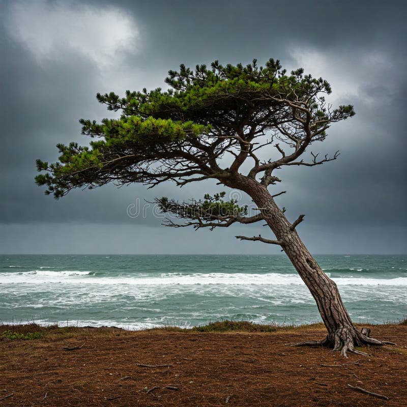The Lonely Lighthouse Tree: One Conifer Shaped by Decades of Coastal ...