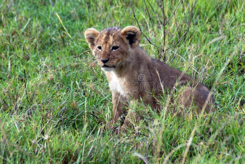 Lonely Lion Cub stock photo. Image of king, east, masaimara - 44320178