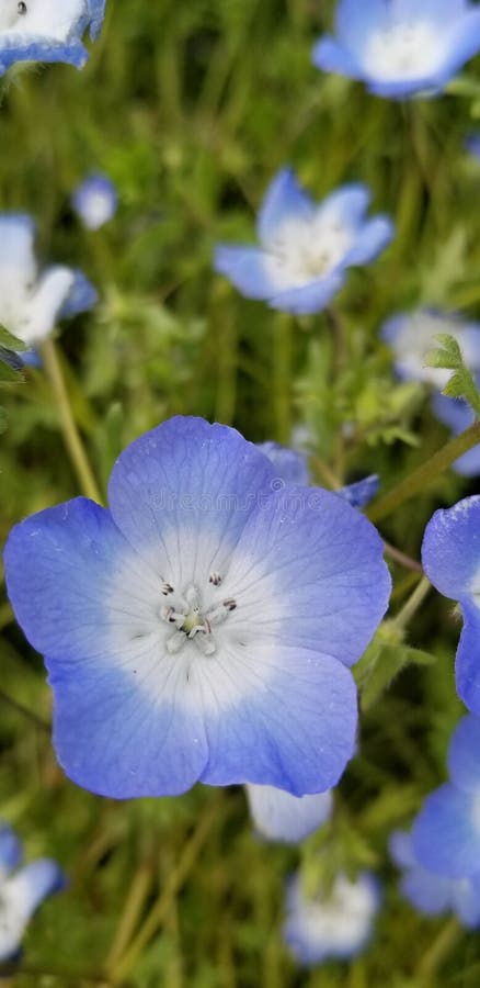 Lonely Little Blue Flower in the Garden Stock Photo - Image of little ...