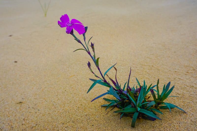 Lonely Little Flower in the Desert Stock Photo - Image of chara, flower ...