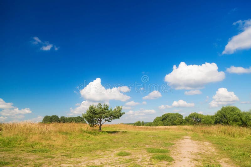 A Lonely Low Spreading Pine Tree in the Middle of a Field Against a ...