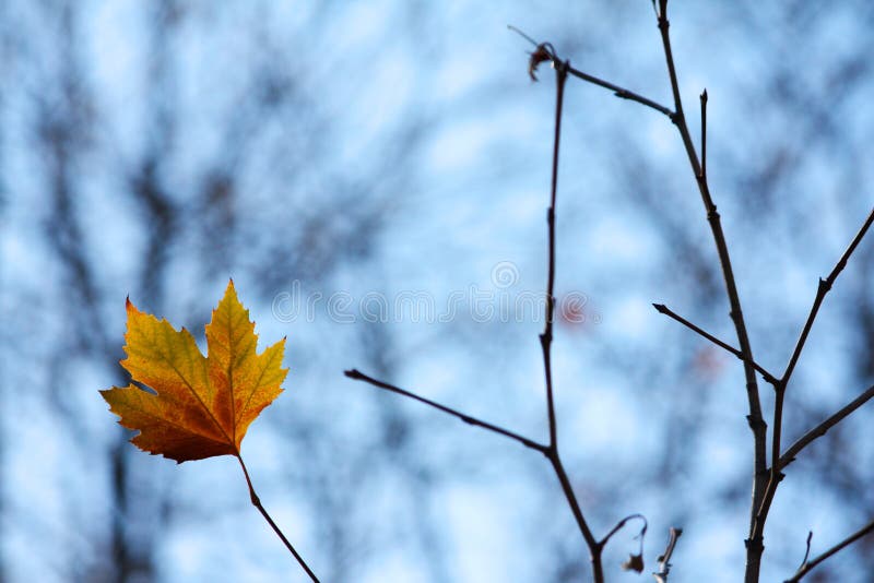 Lonely maple leaf stock photo. Image of brench, nature - 11616686