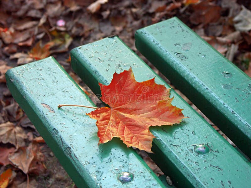 Lonely maple leaf stock image. Image of blade, ground, nature - 292709